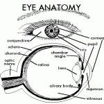 Anatomy of the Eye | Richmond Eye Associates