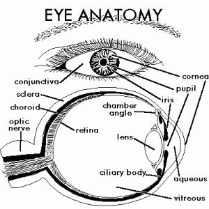 Anatomy of the Eye | Richmond Eye Associates